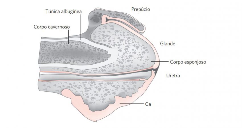 Pênis – Carcinoma – (5ª edição – 2019) | Sociedade Brasileira de Patologia